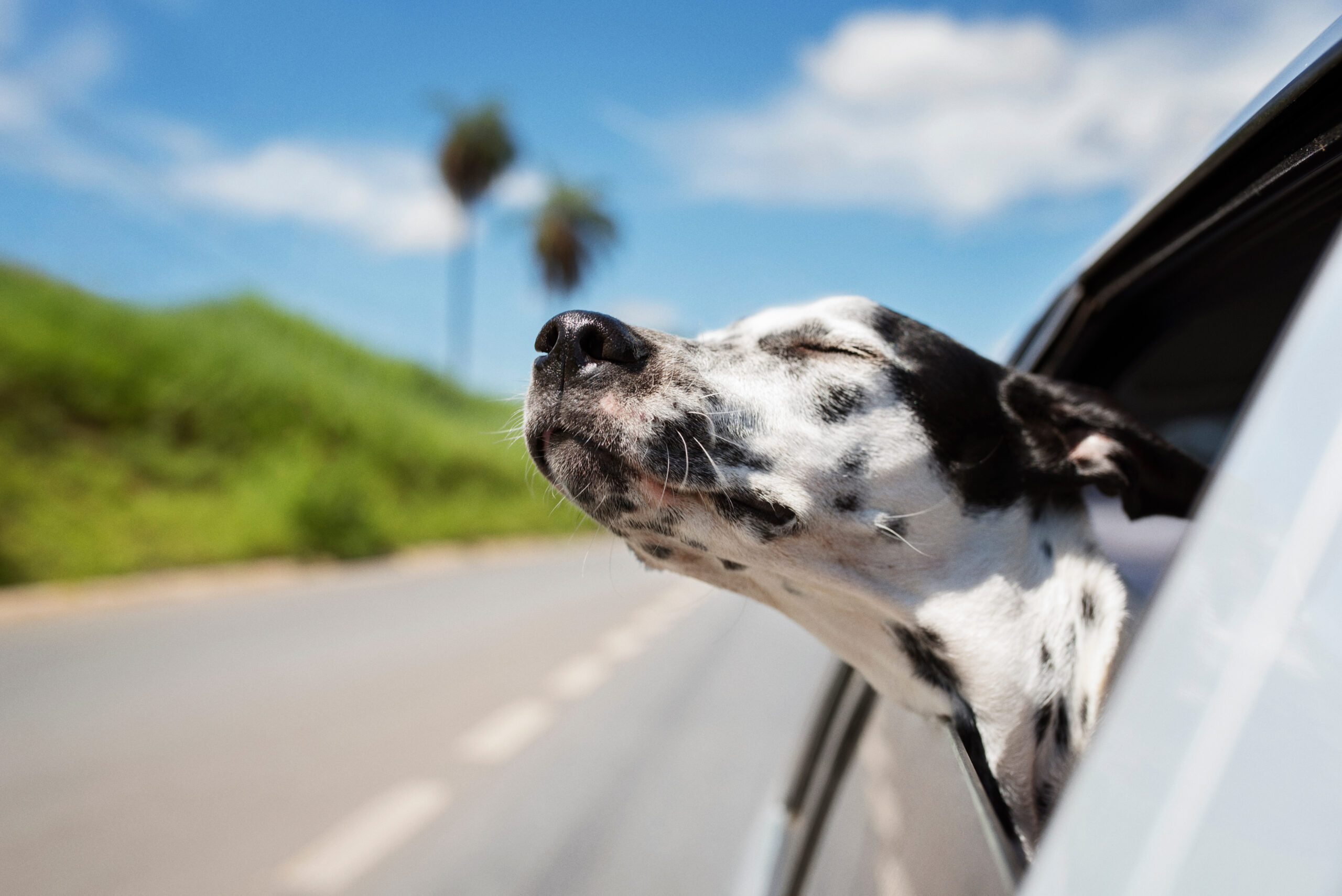 Top Tips for Driving with Pets in the Car - Dixie Law Group
